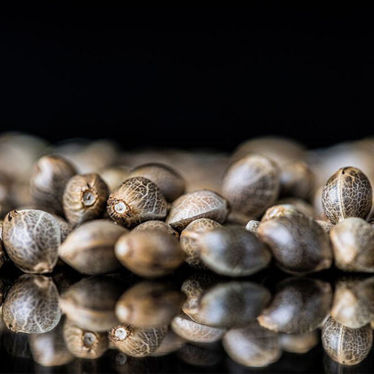 Thug Pug – Stankasaurus – Green Leaf Seed Bank